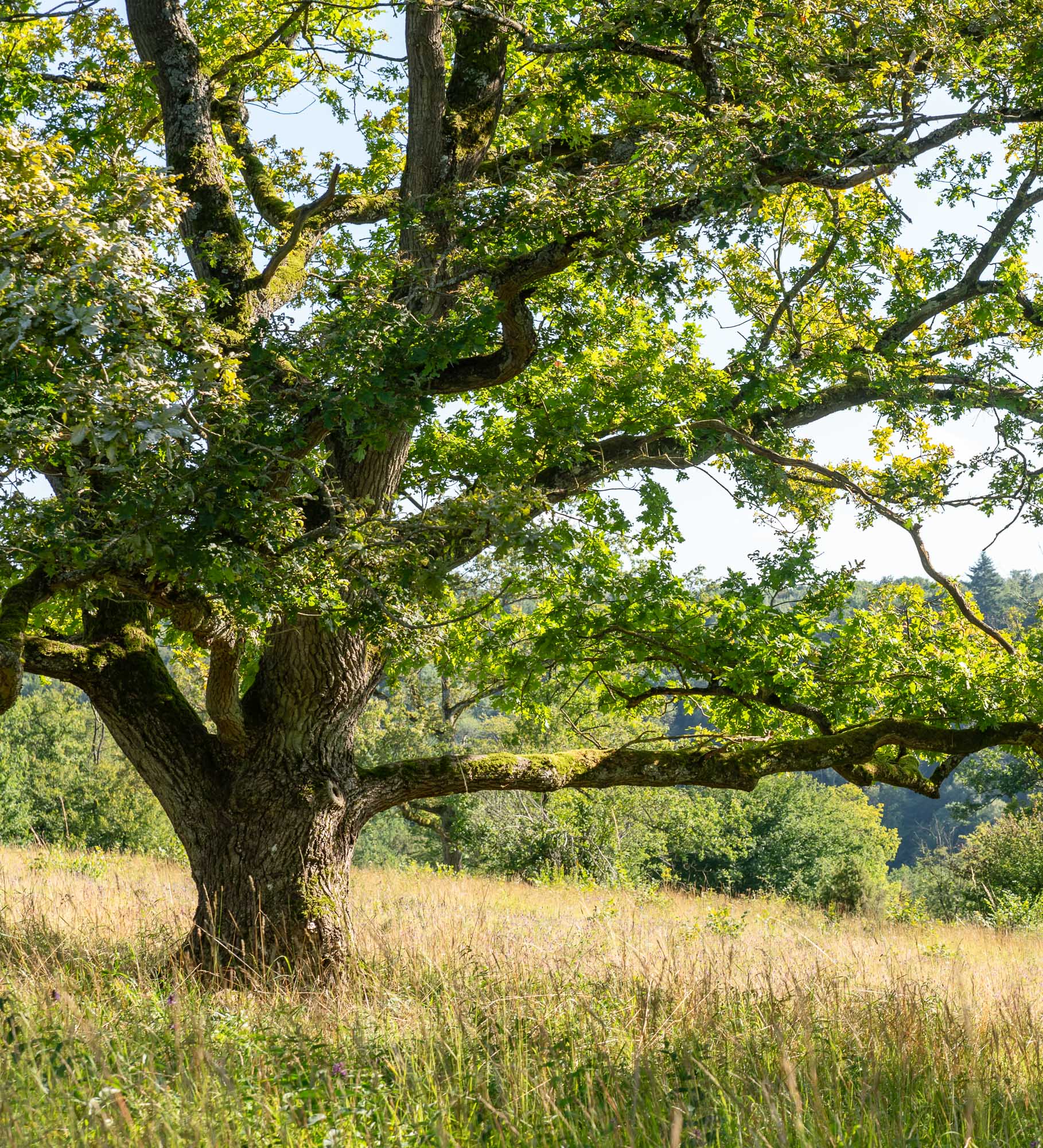 La réserve - Réserve naturelle de Furfooz